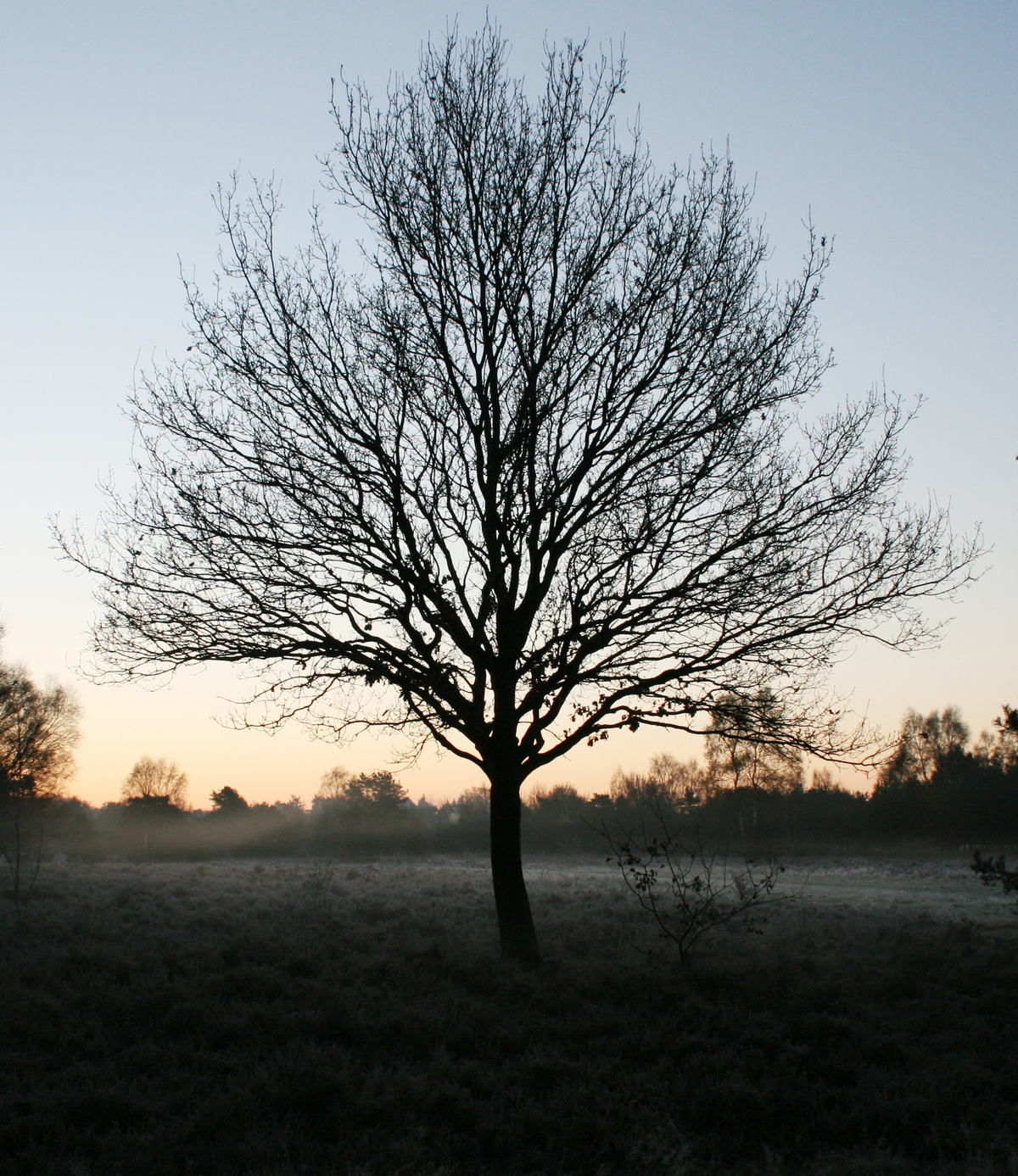 kaal - foto van Pieterevert - Landschap - Zoom.nl