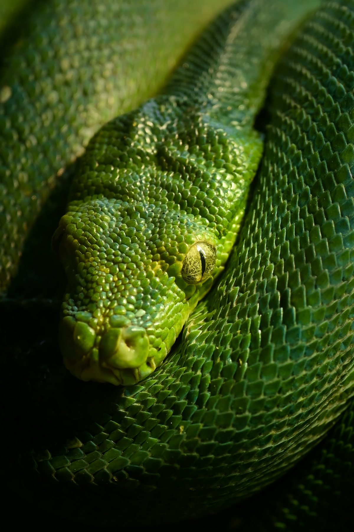 Groene boompython - foto van timothyraymondphotography - Dieren - Zoom.nl