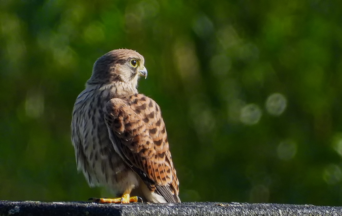 jonge torenvalk - foto van Hblfotografie - Natuur - Zoom.nl