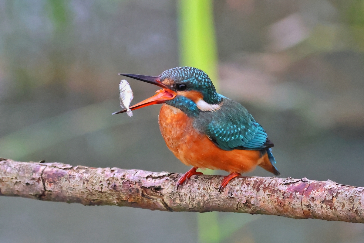 Met je eten spelen?? - foto van Enst - Natuur - Zoom.nl
