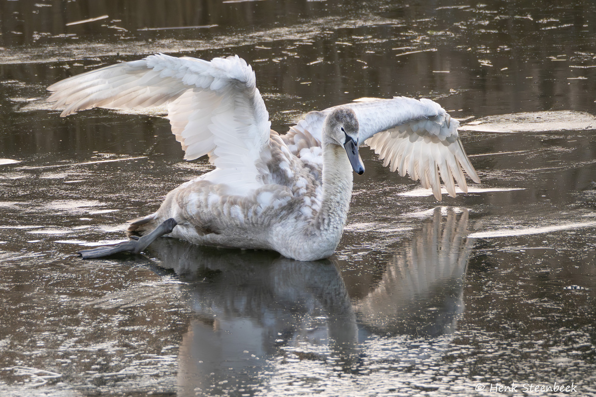Zwaan breekt poot - foto van HenkSt - Dieren - Zoom.nl