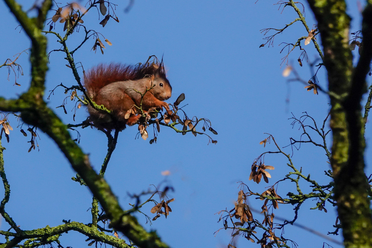 Hoog in het topje - foto van j.bosch.01 - Dieren - Zoom.nl