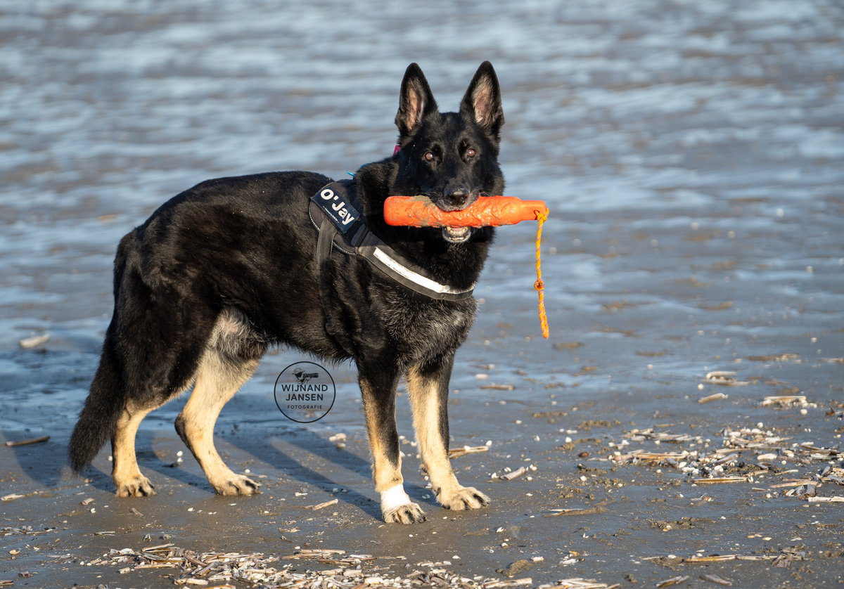 O'Jay also happy on the beach again - foto van Wijnand-Jansen - Dieren ...
