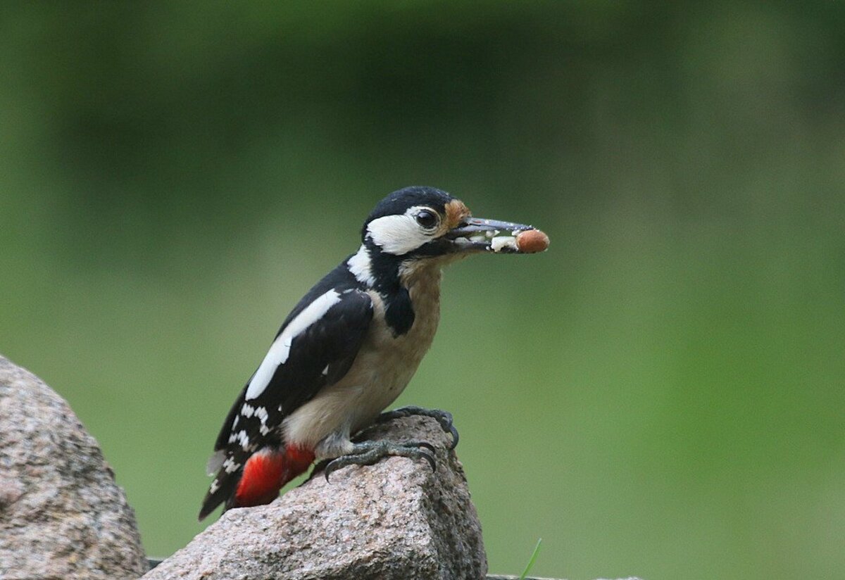 Grote bonte specht - foto van ingeborg-langeveld - Dieren - Zoom.nl