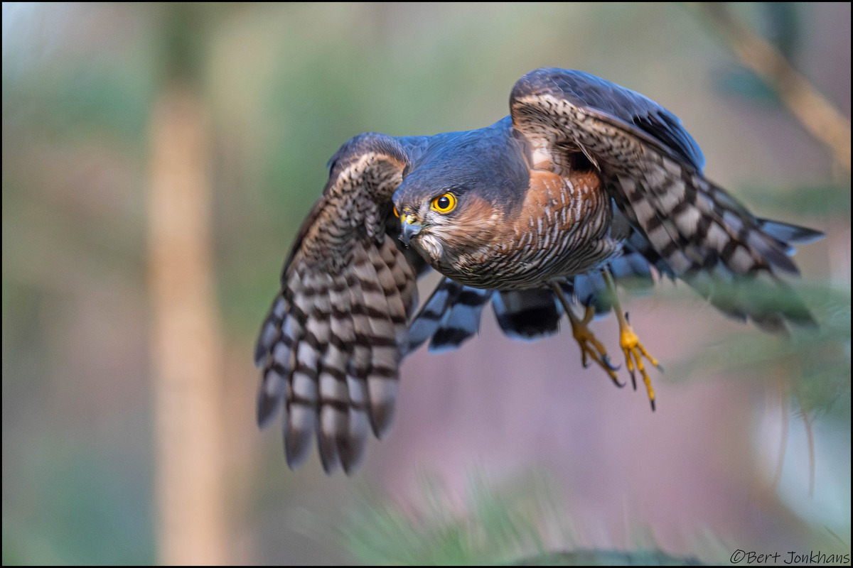 Sperwer - foto van bjonkhans - Natuur - Zoom.nl
