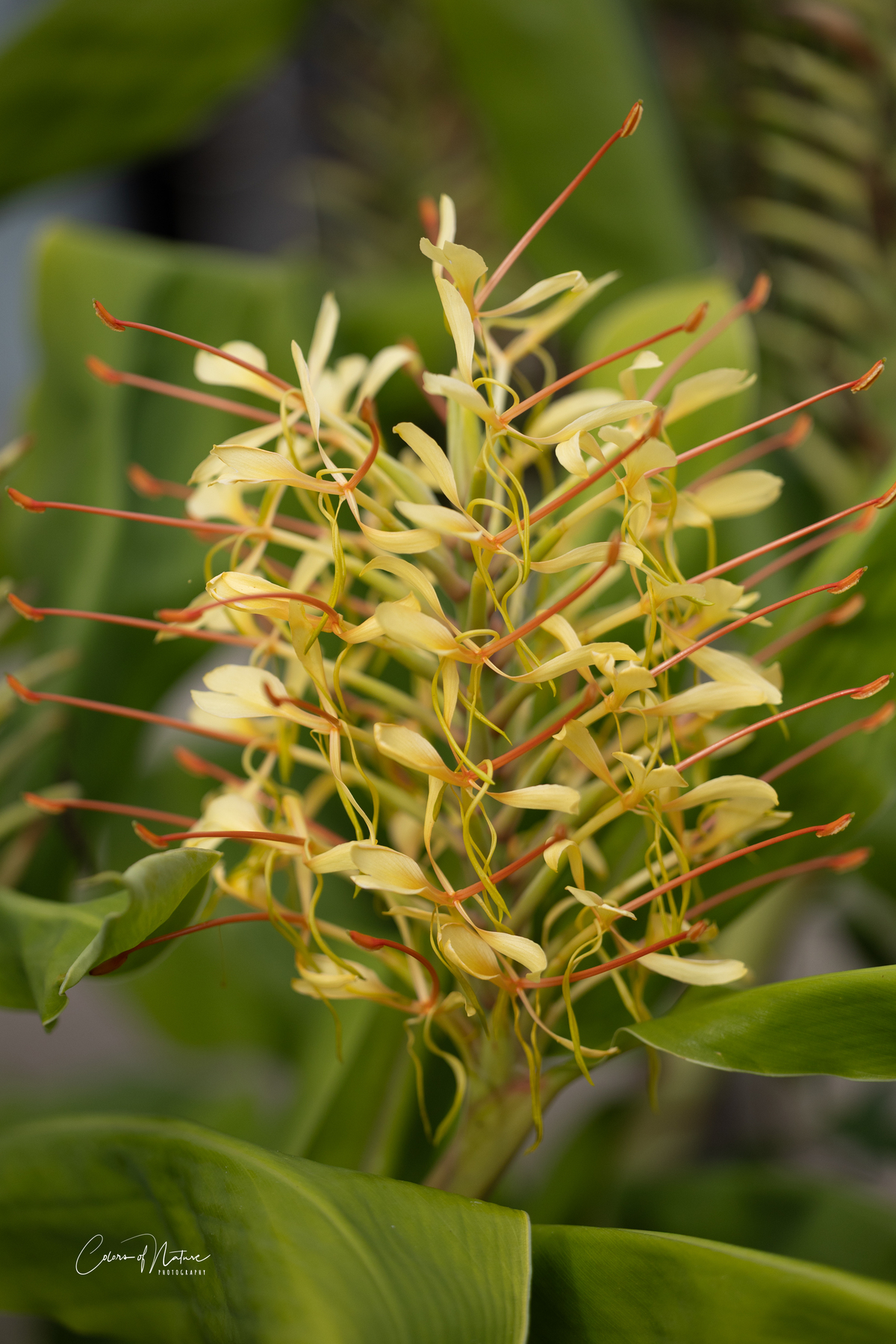 Kahlii gember - foto van ColorsofNaturePhotography - Macro - Zoom.nl