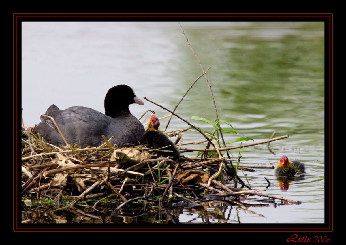 Koetjes van het meer - foto van l3tt3f - Dieren - Zoom.nl
