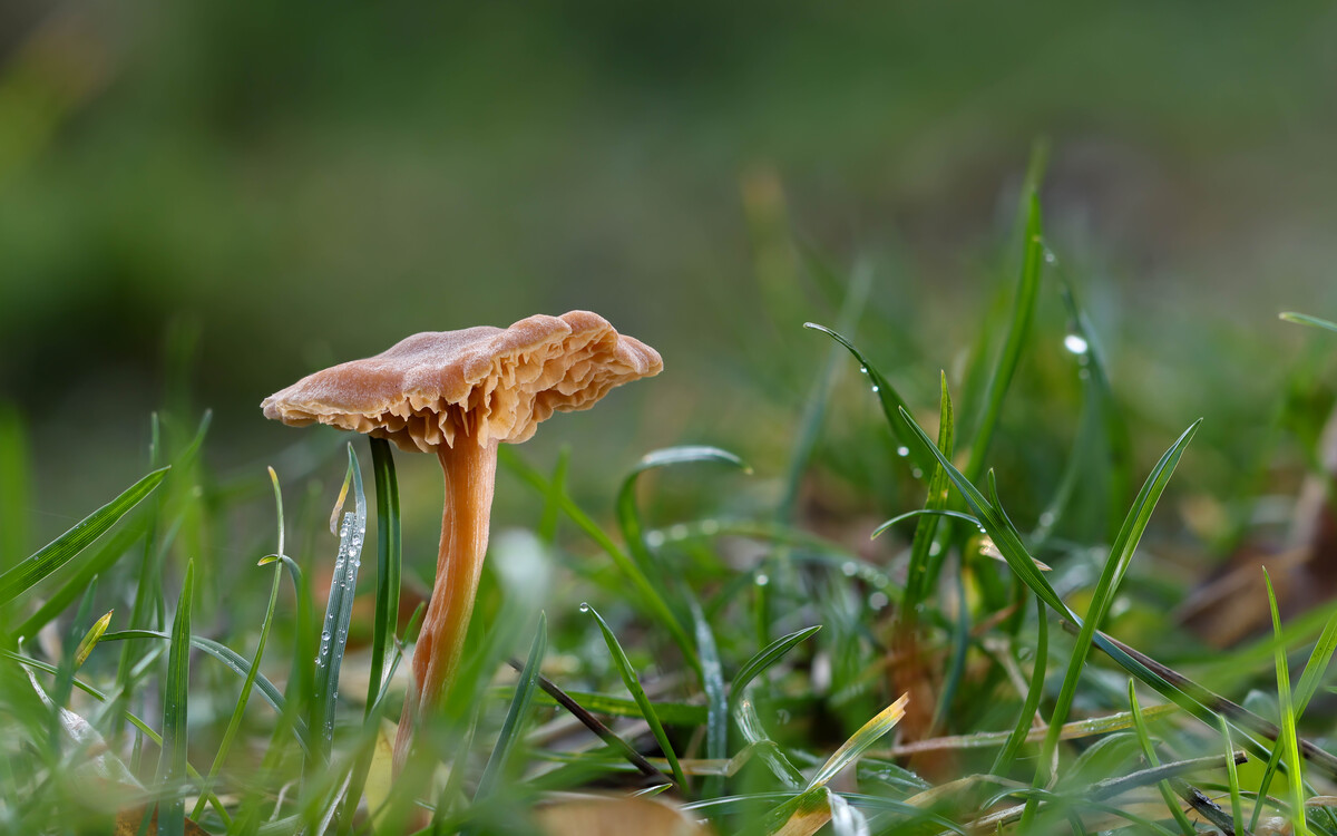 Paddenstoel tussen het gras - foto van Tvriesmpelt - Macro - Zoom.nl