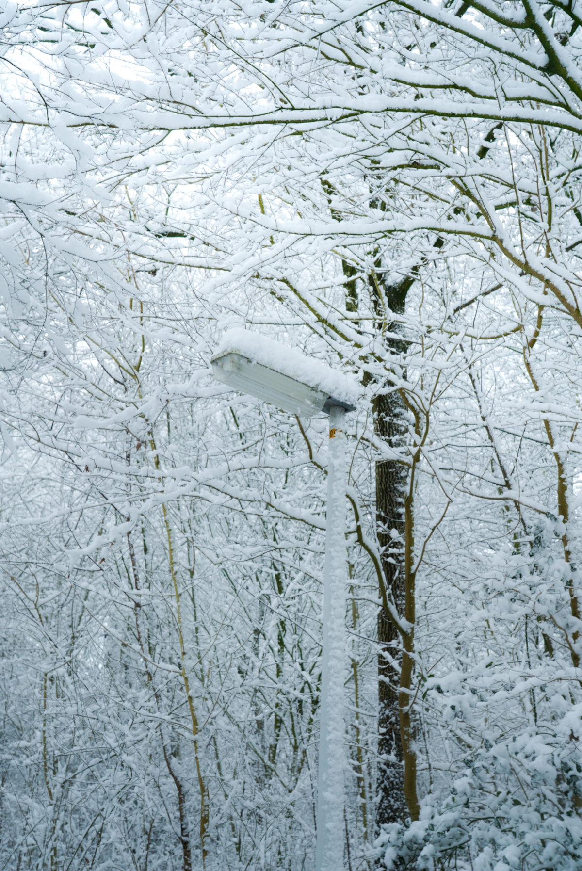 First snow of january - foto van Isabeldb - Natuur - Zoom.nl