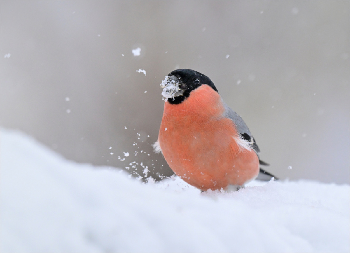 De bek vol van hebben - foto van GiWa - Dieren - Zoom.nl