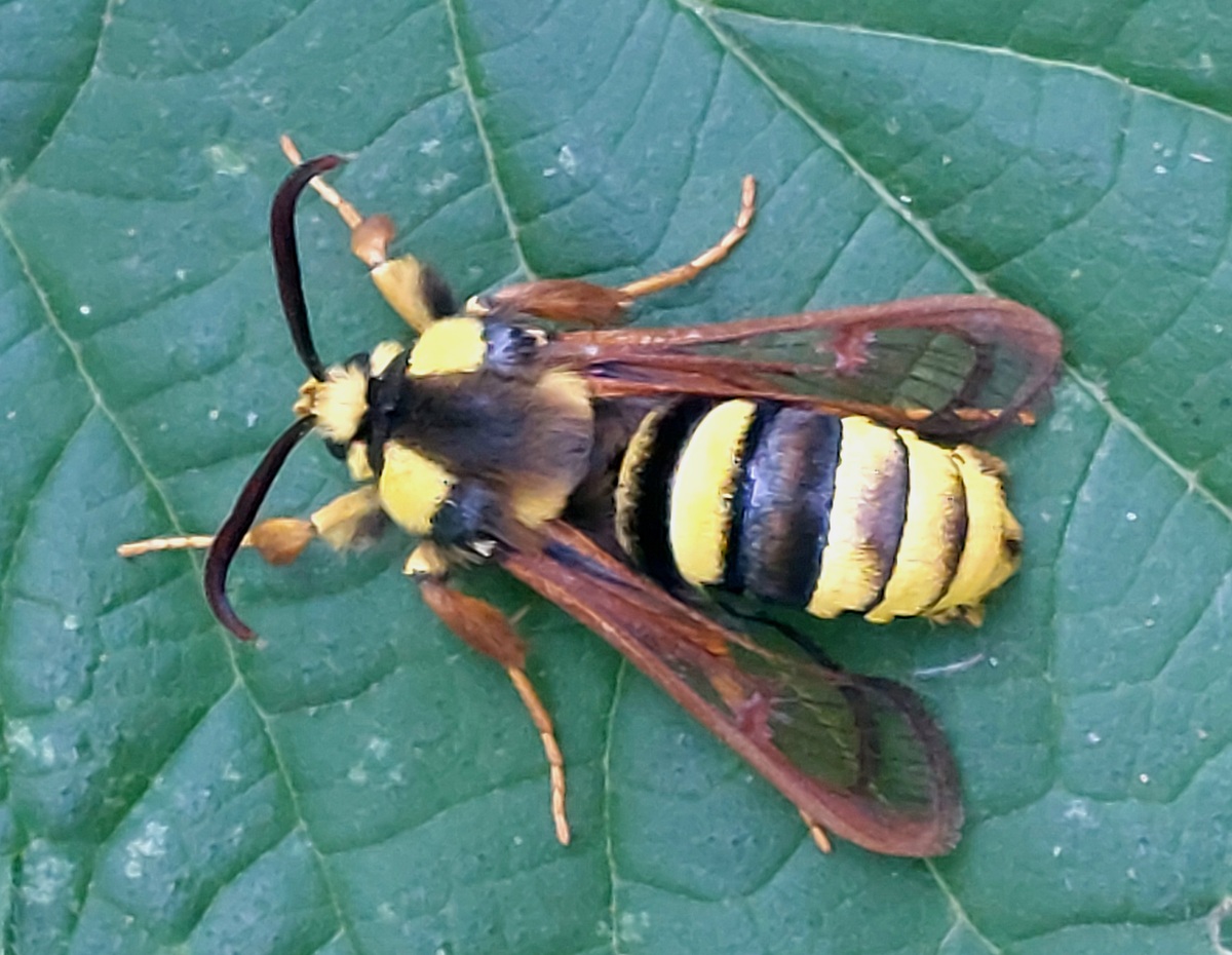 Mijn mooiste van 2025 - foto van JtM79 - Macro - Zoom.nl