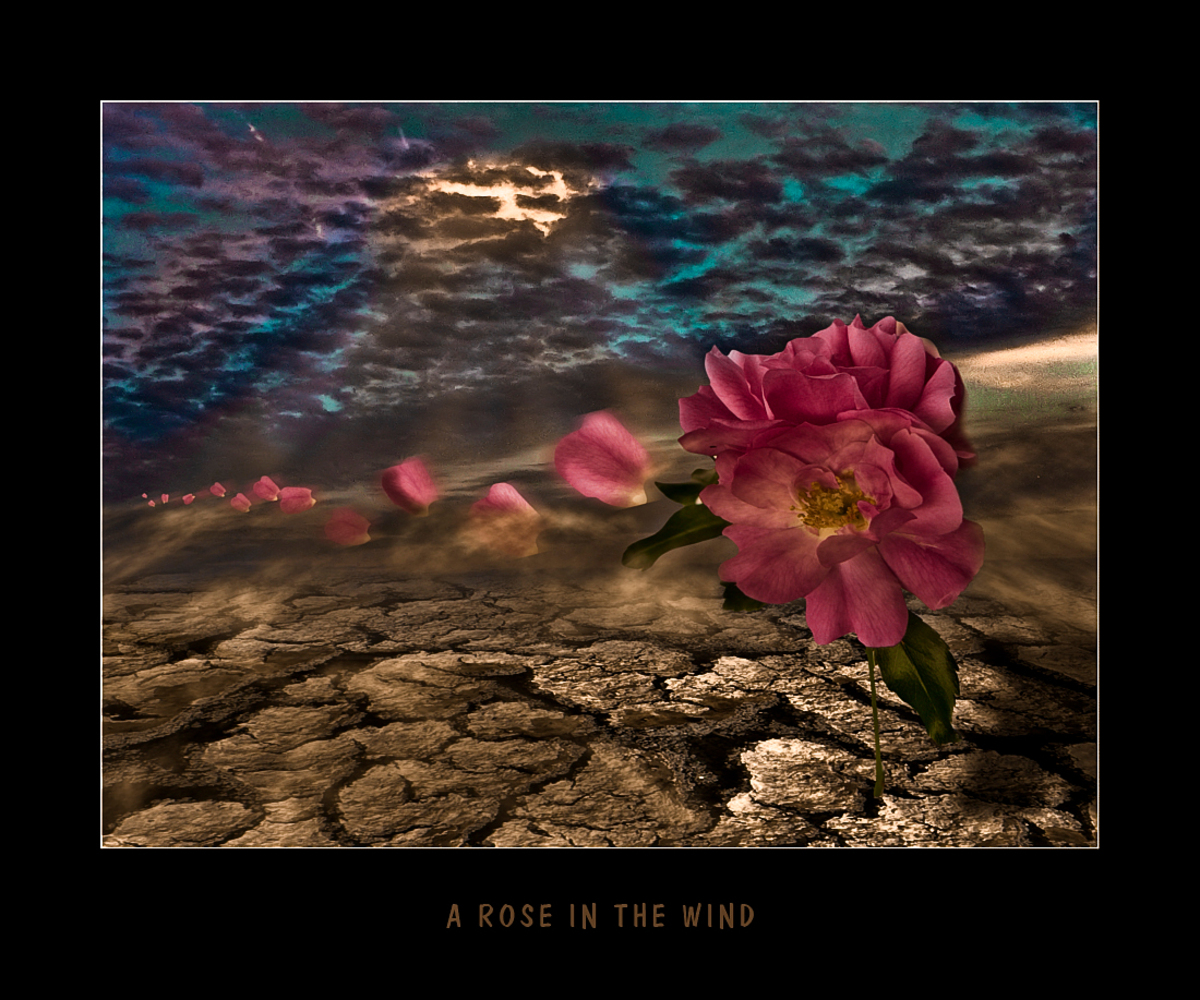 A rose in the wind - foto van kremerb - Bewerkt - Zoom.nl