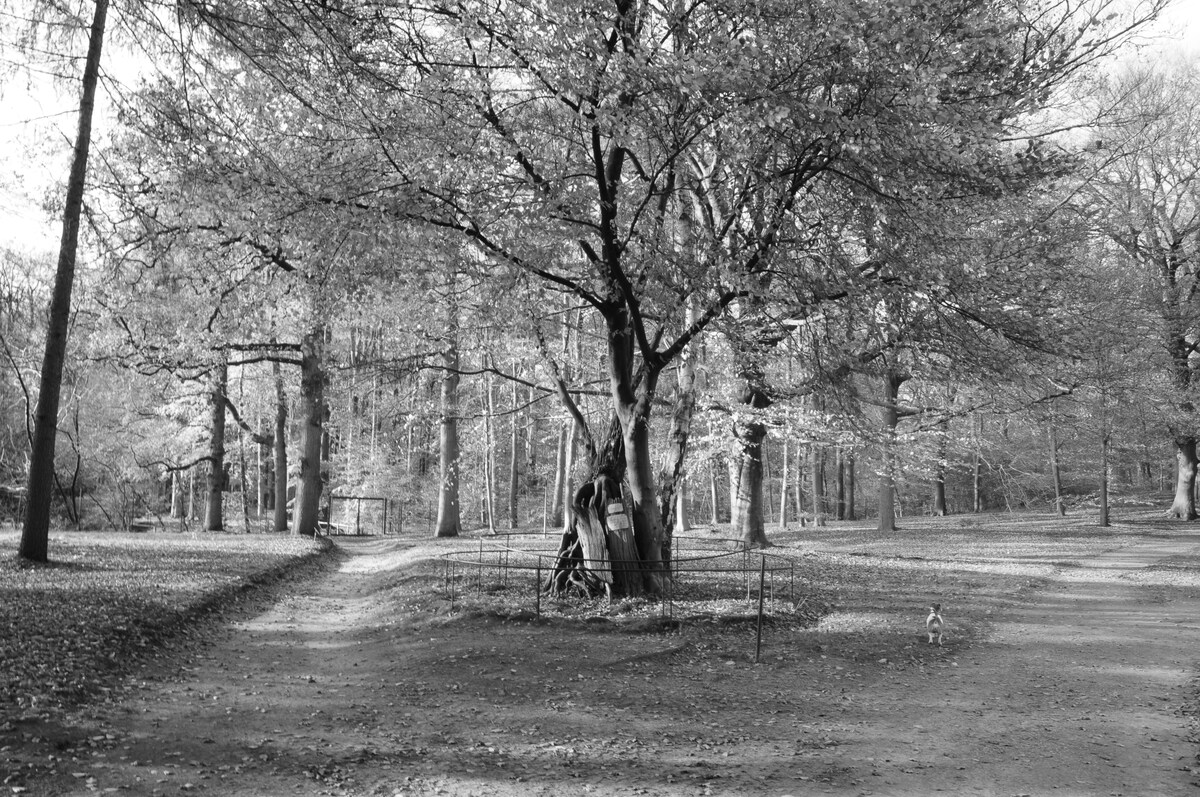 boom - foto van jkappert_zoom - Reizen - Zoom.nl