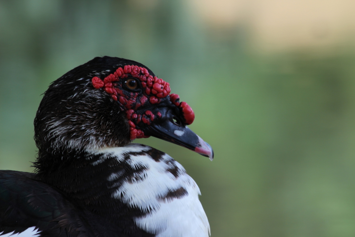 Lelijk eendje - foto van Etienne58 - Natuur - Zoom.nl