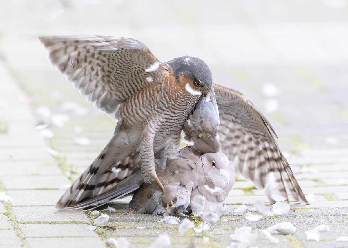 Ongelijke strijd! - foto van tom kruissink - Natuur - Zoom.nl