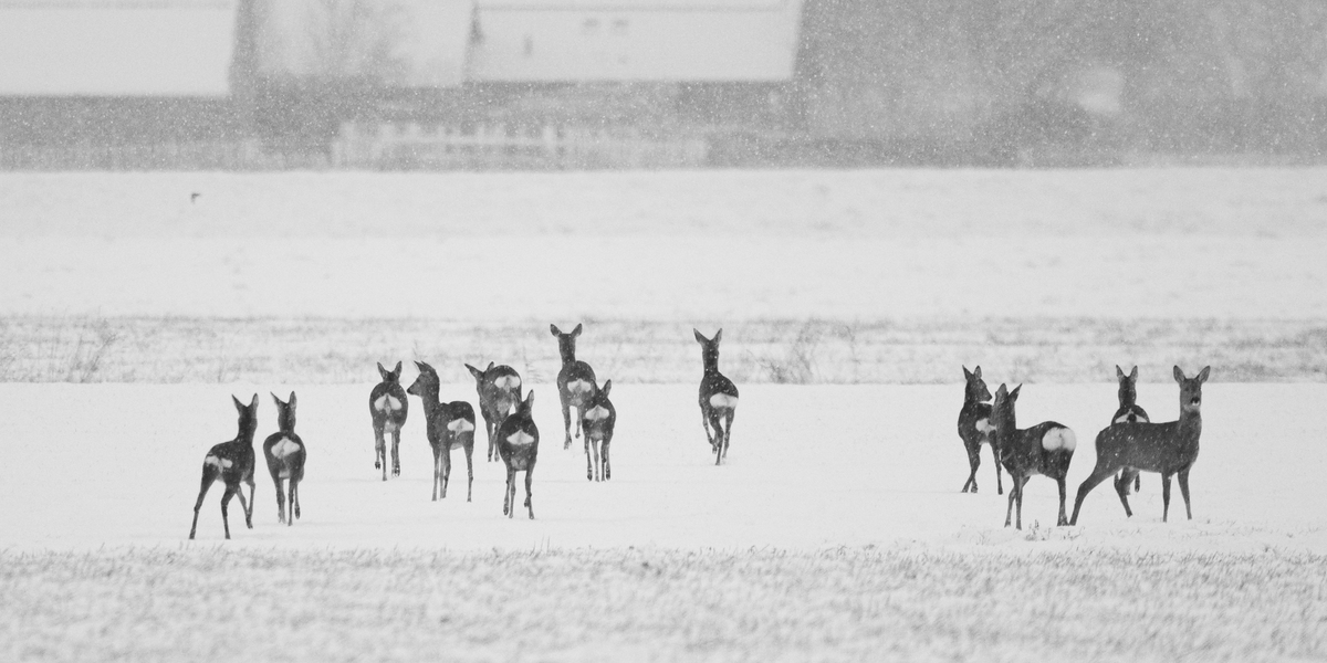 witte kontjes - foto van darka - Dieren - Zoom.nl
