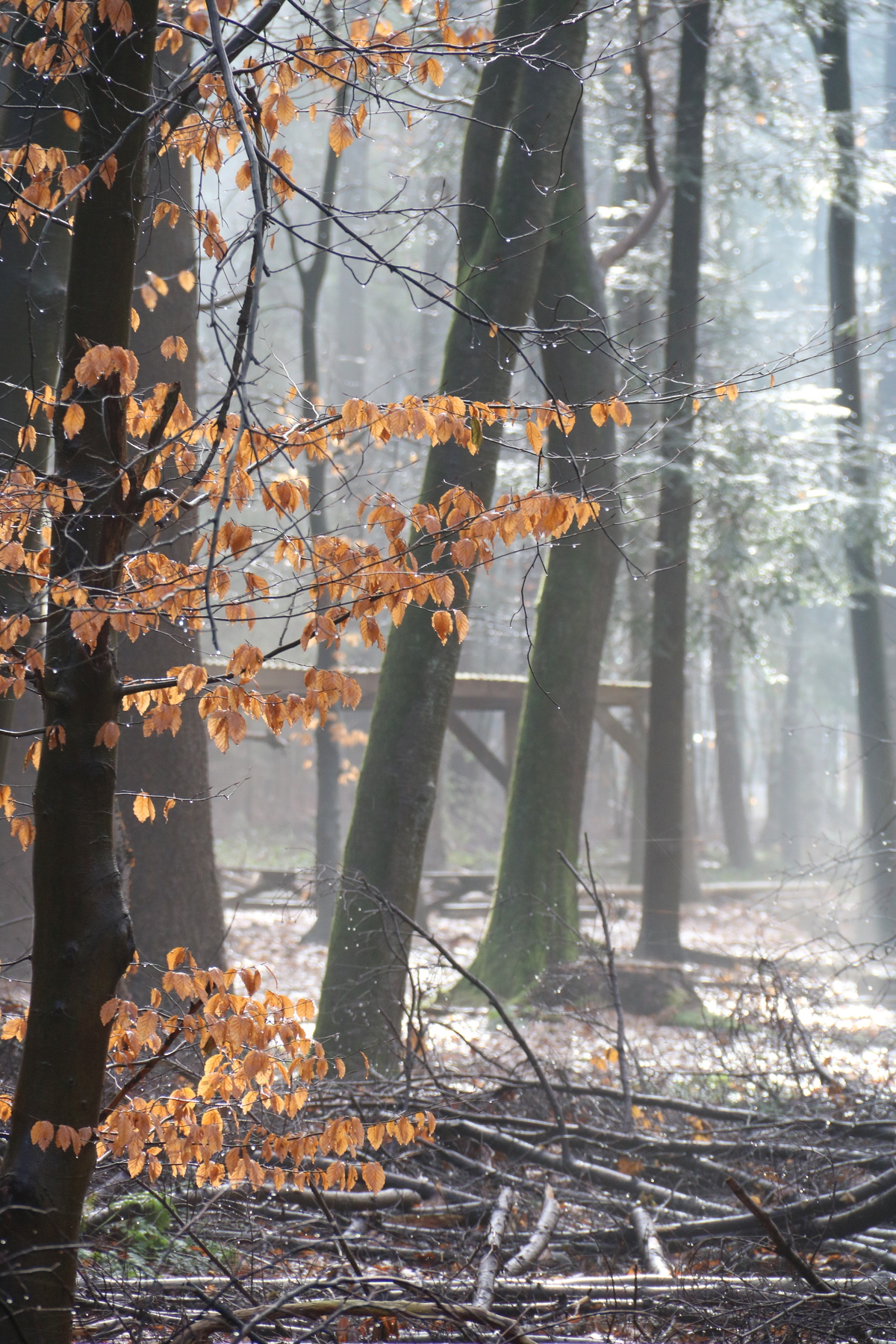 dooi met mist - foto van Pieterevert - Natuur - Zoom.nl